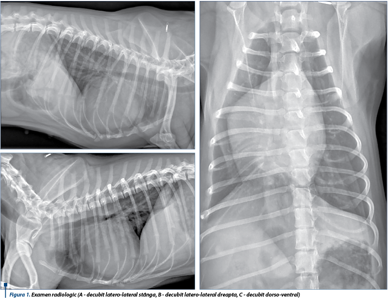 Rabia: încă o provocare pentru medicina veterinară și umană? / Rabies ...