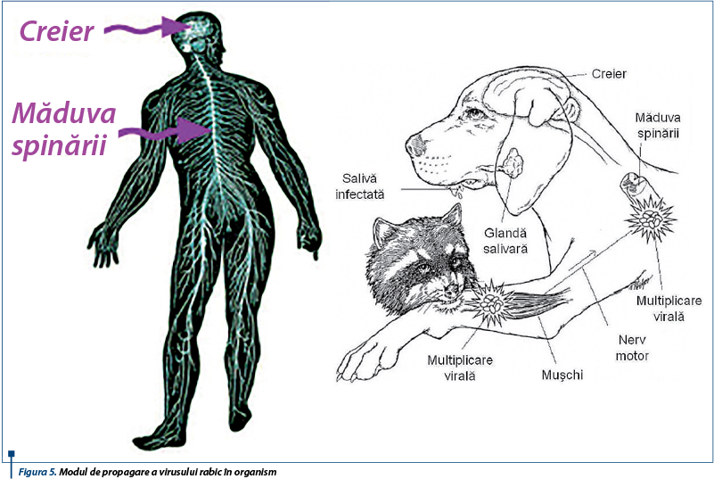 Rabia: încă o provocare pentru medicina veterinară și umană? / Rabies ...